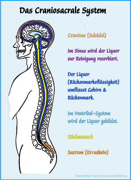 Craniosacral-Balancing - waser-cranio.ch